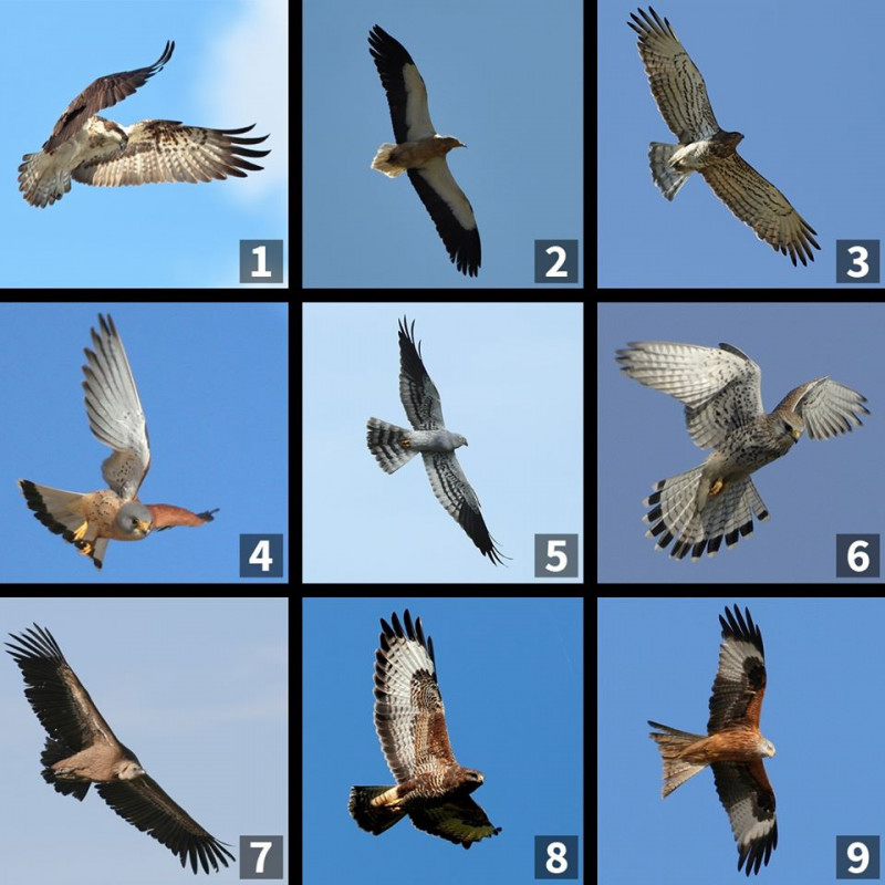 Reconnaitre les rapaces